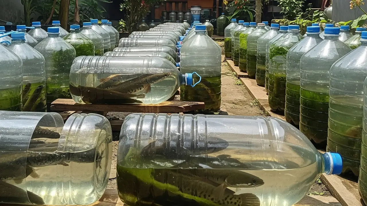 Top 3 Hot: Cara Ternak Ikan Gabus di Galon Bekas hingga Ternak Ikan ...