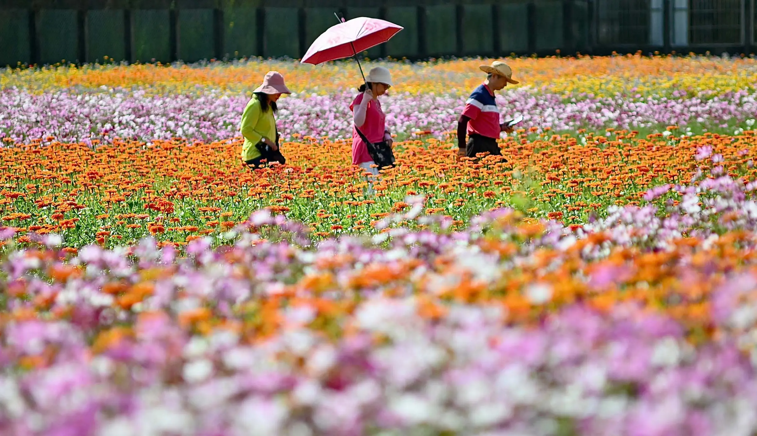 Ragam Pola Lukisan Ditampilkan di Festival Bunga Taoyuan 2023 - Foto ...