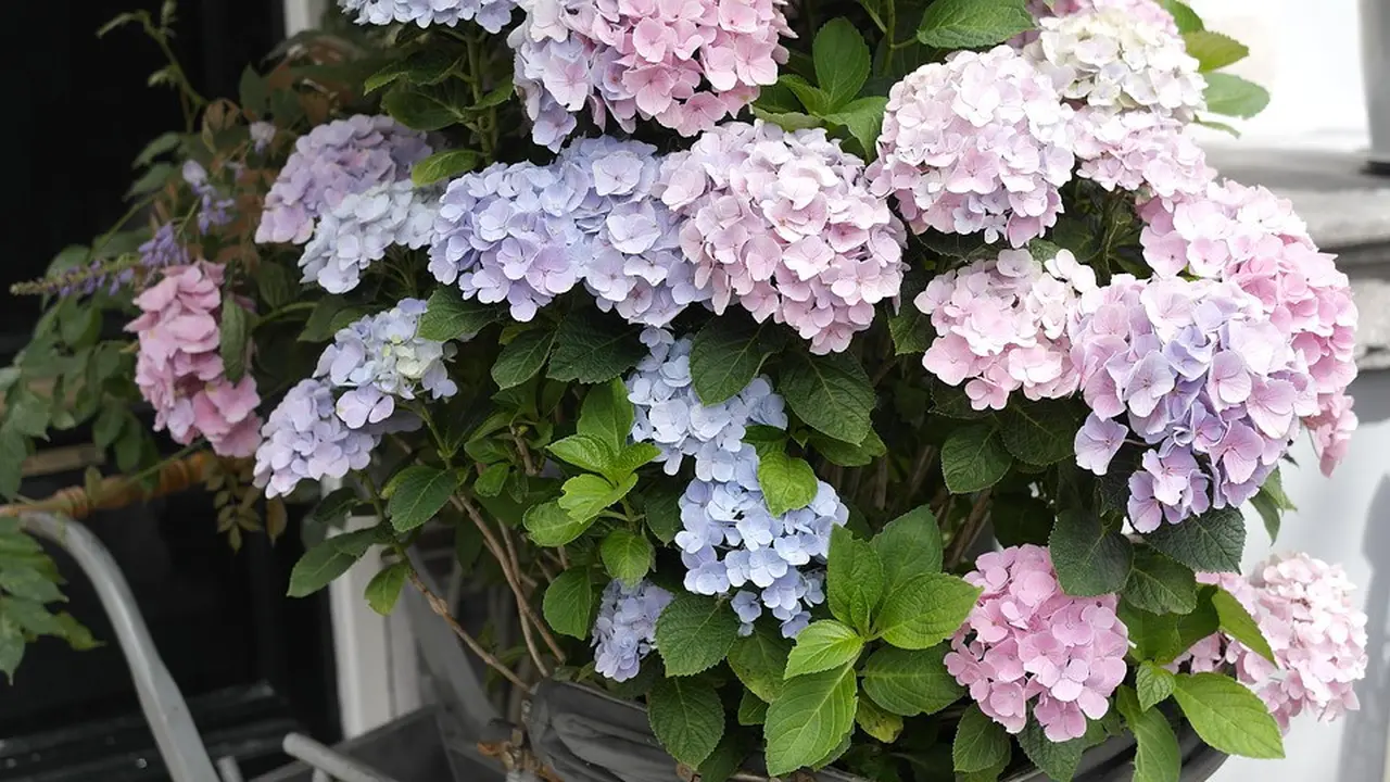 5 Fakta Unik Hydrangea Flower, Bunga yang Warnanya Bisa Diatur Sendiri ...