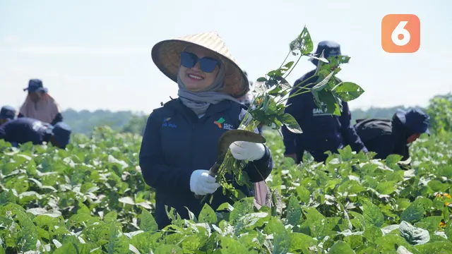 Panen Raya Edamame, Tanaman Favorit Baru - Regional Liputan6.com