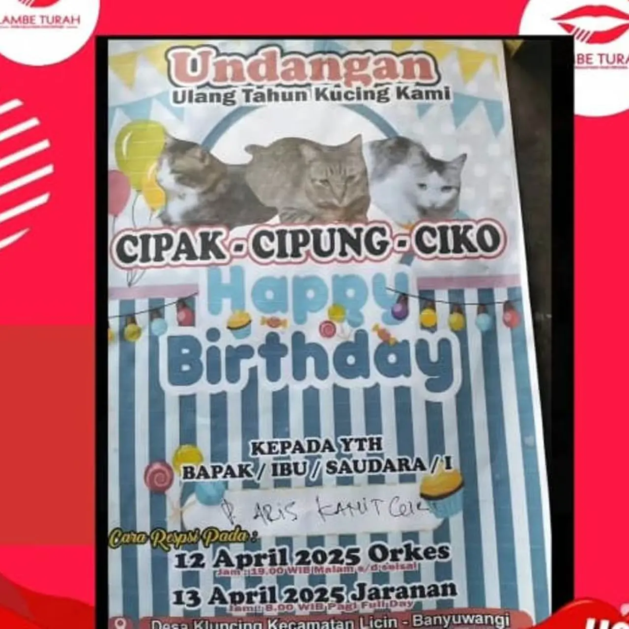 Pesta Ulang Tahun Kucing Rp50 Juta di Banyuwangi, Seperti Apa Mewahnya? - Lifestyle Liputan6.com