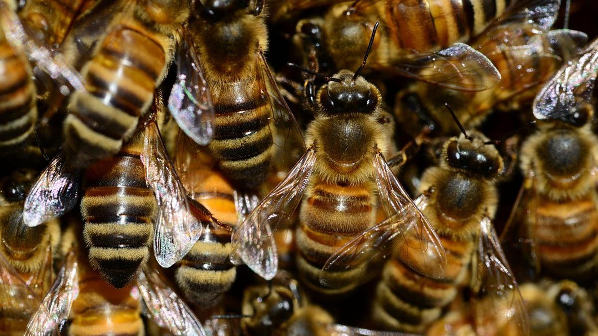 7 Cara Mengusir Tawon di Rumah Secara Alami, Mudah dan Ampuh