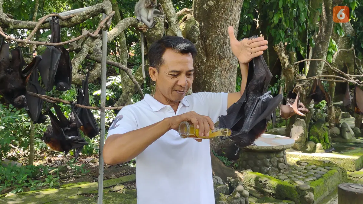 Artikel Kalong Hari Ini - Artikel Terbaru Terkini | Liputan6.com