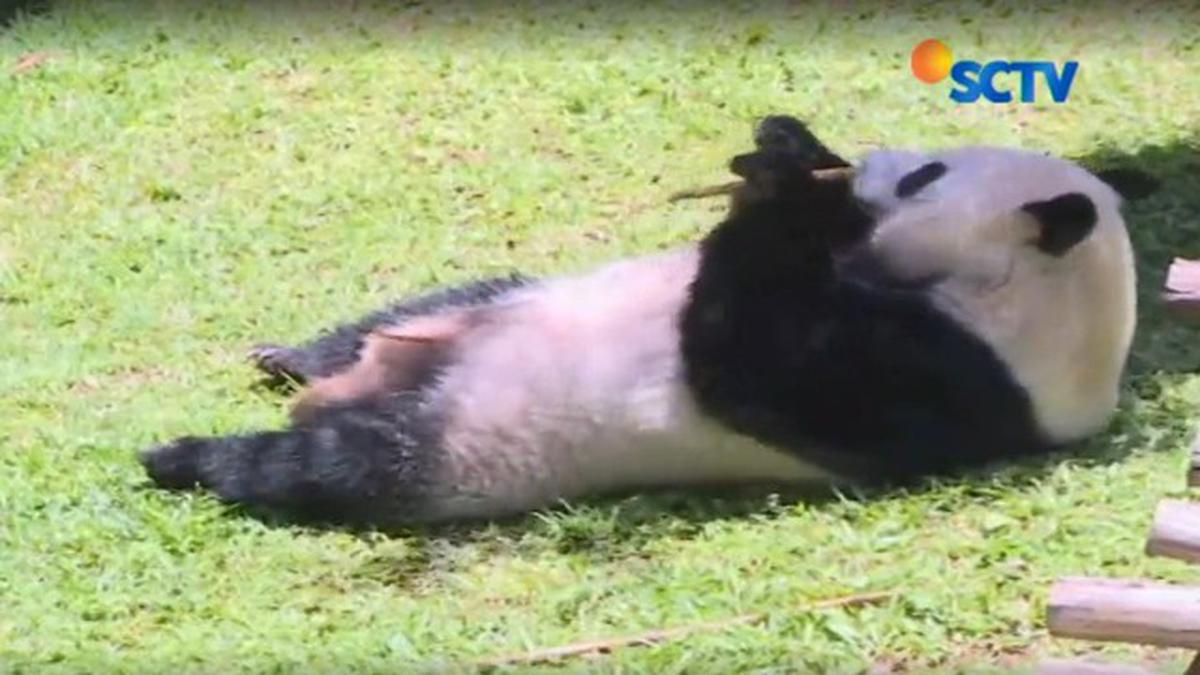 Panda Cai Tao dan Hu Chun di Taman Safari Bisa Dilihat Bulan Ini