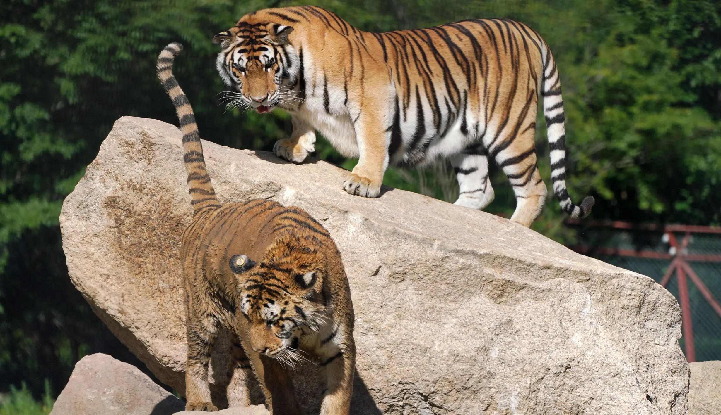 FOTO: Melihat Tingkah Harimau Siberia di Taman Hengdaohezi - Foto ...