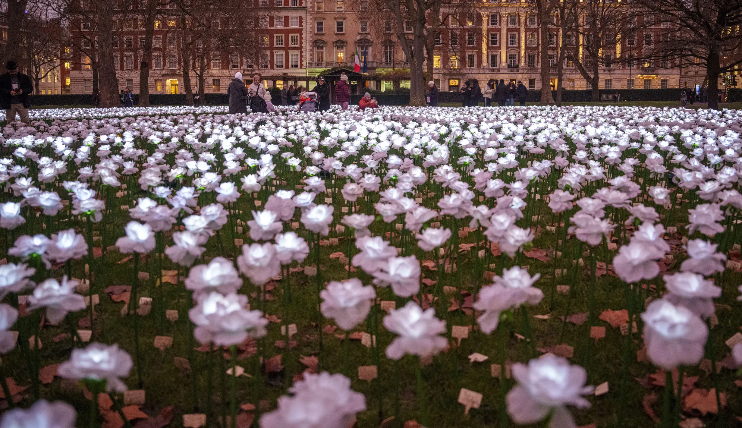 Terpukau Ladang Mawar Putih yang Sinari Taman di London - Foto Liputan6.com