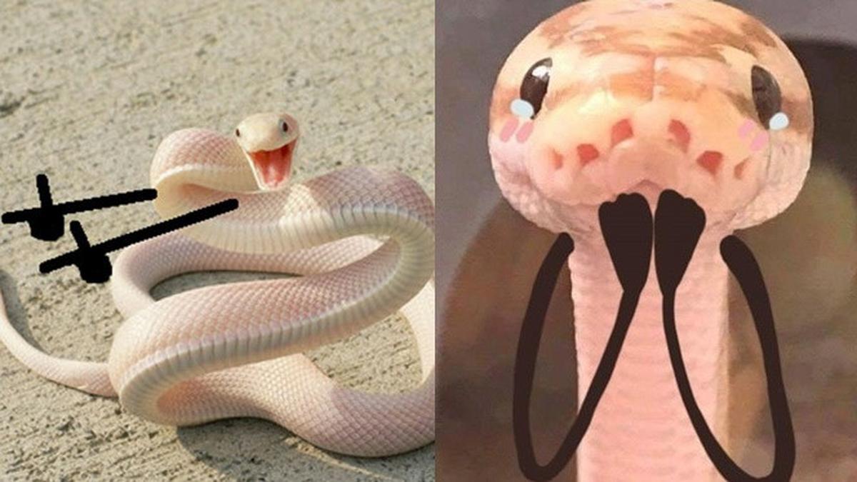 Bukannya Seram, 6 Foto Editan Ular Ini Justru Bikin Kamu Gemas