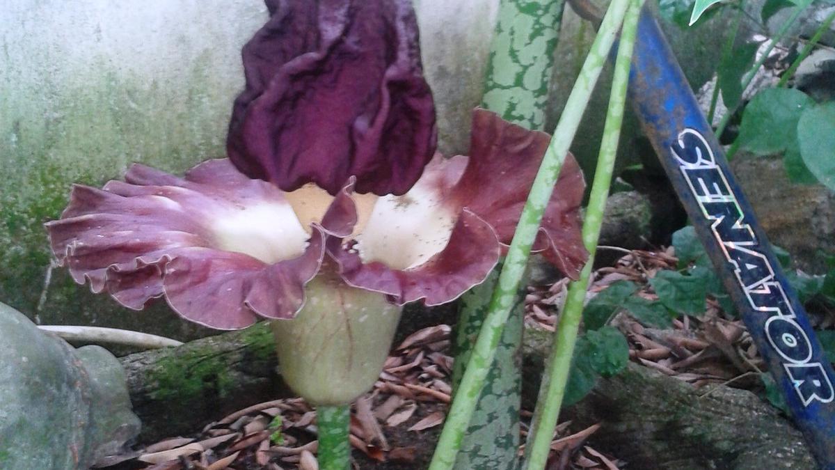 Bunga Bangkai Mekar di Bengkulu - News Liputan6.com