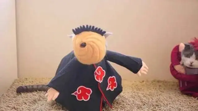 10 Potret Lucu Kucing Cosplay Karakter Anime Ini Bikin Gemas - Hot ...