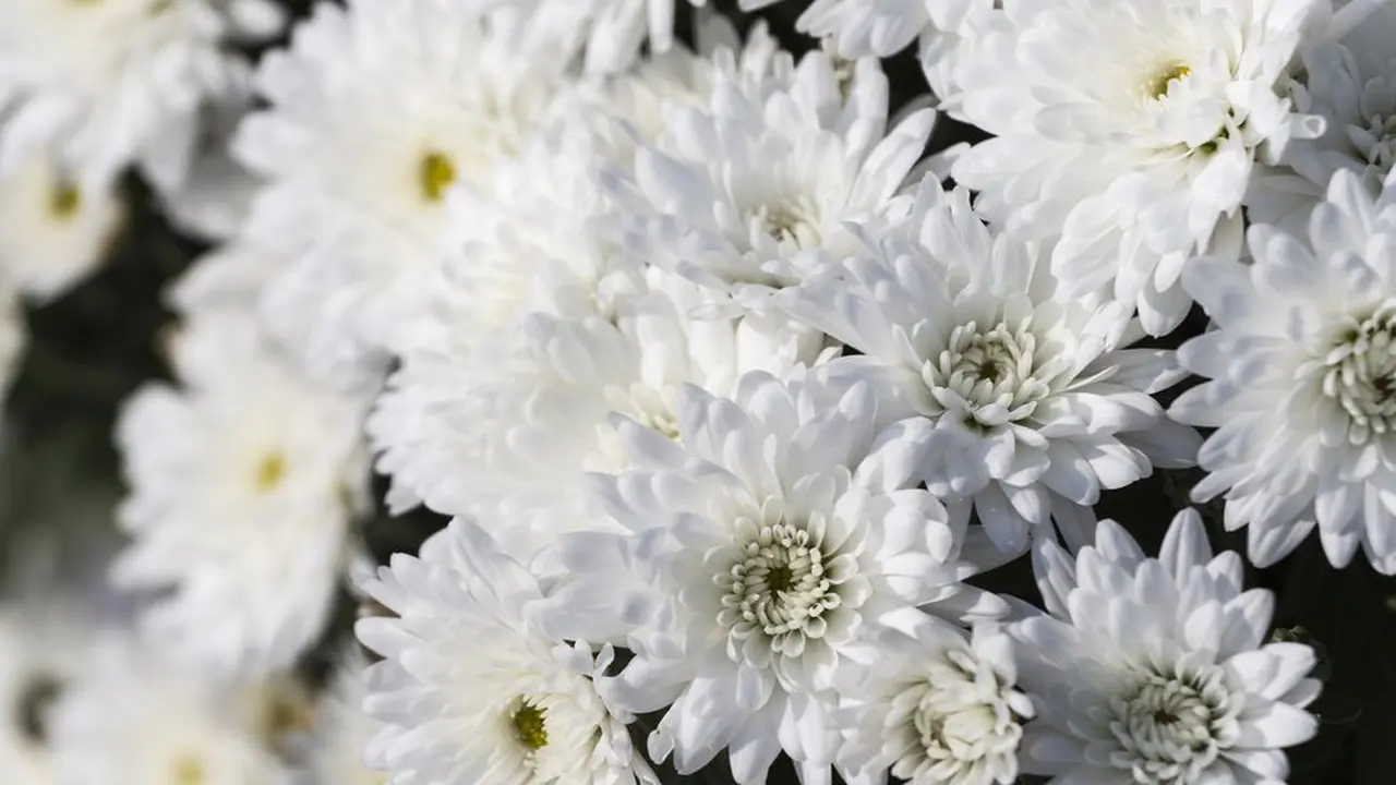 12 Bunga Berdasarkan Bulan Kelahiran dan Makna Rahasia di Baliknya