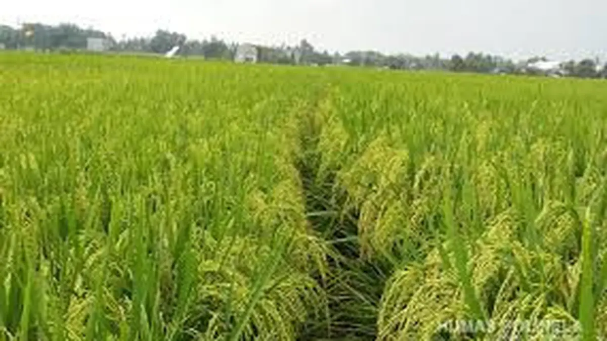 Berita Mengenal Ilmu Padi Hari Ini - Kabar Terbaru Terkini | Liputan6.com