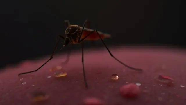 Gus Baha Jarang Digigit Nyamuk, Bagaimana Sains Menjelaskan Soal Ini ...