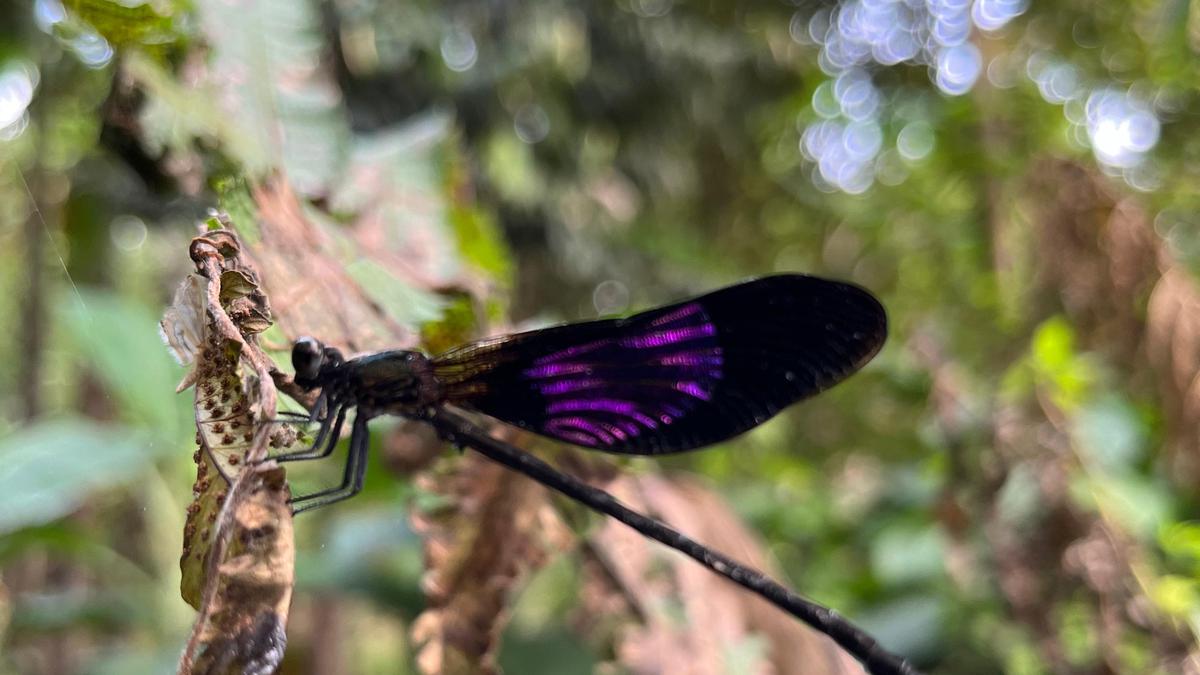 Liburan Sambil Belajar Aneka Warna Capung di Destinasi Wisata Jopuro ...