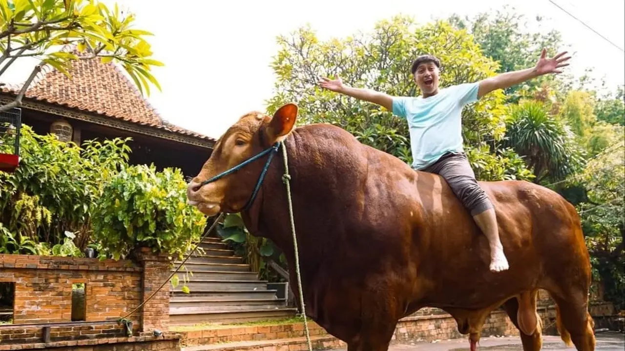 10 Sapi Raksasa dengan Berat Capai 1.700 Kg Lebih, Chianina dan ...