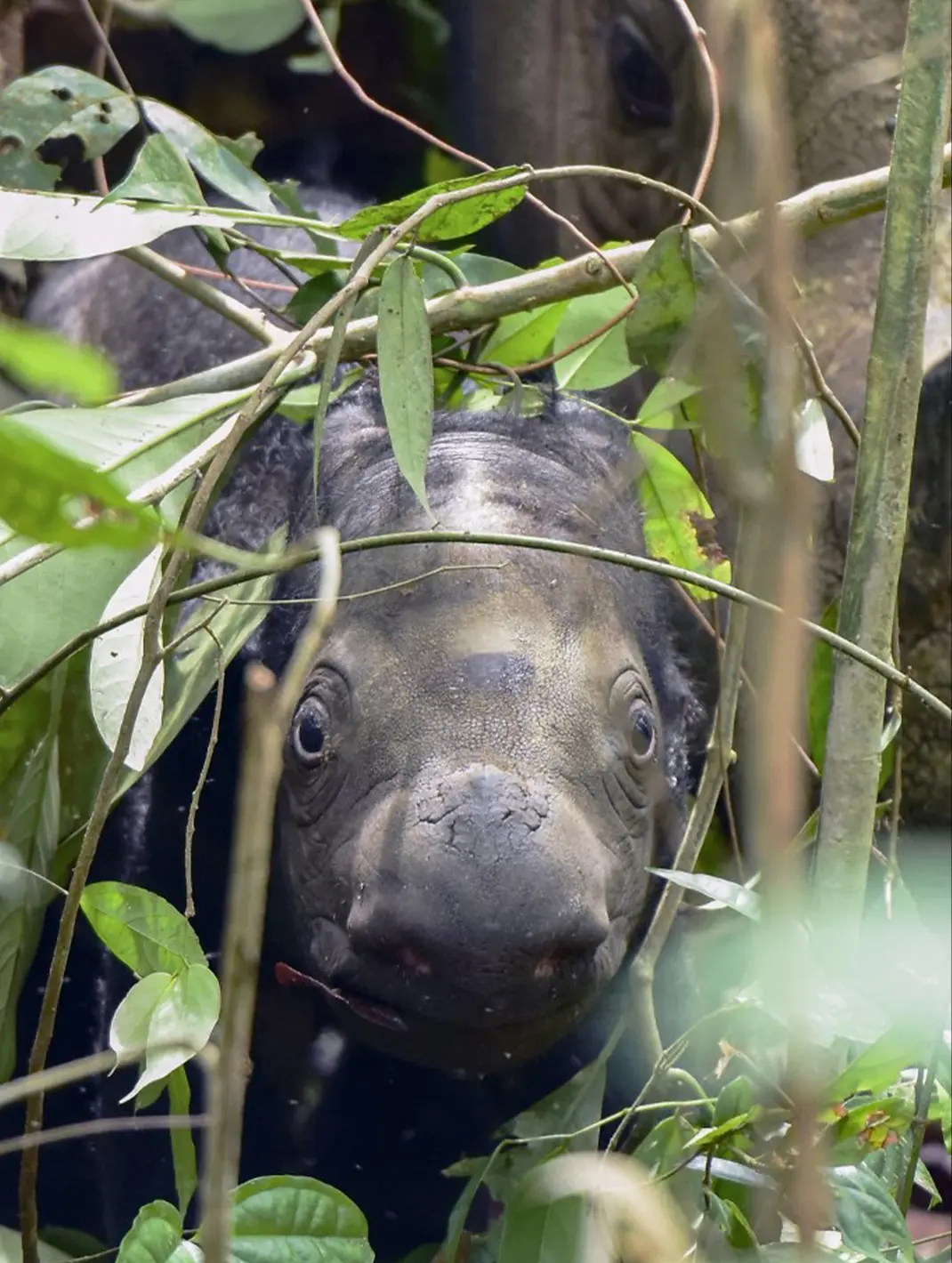 Potret Menggemaskan Bayi Badak Sumatera yang Lahir di Taman Nasional ...