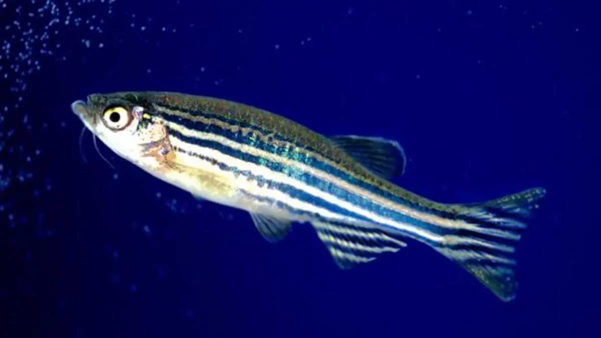 Berita Ikan Zebra Hari Ini - Kabar Terbaru Terkini | Liputan6.com