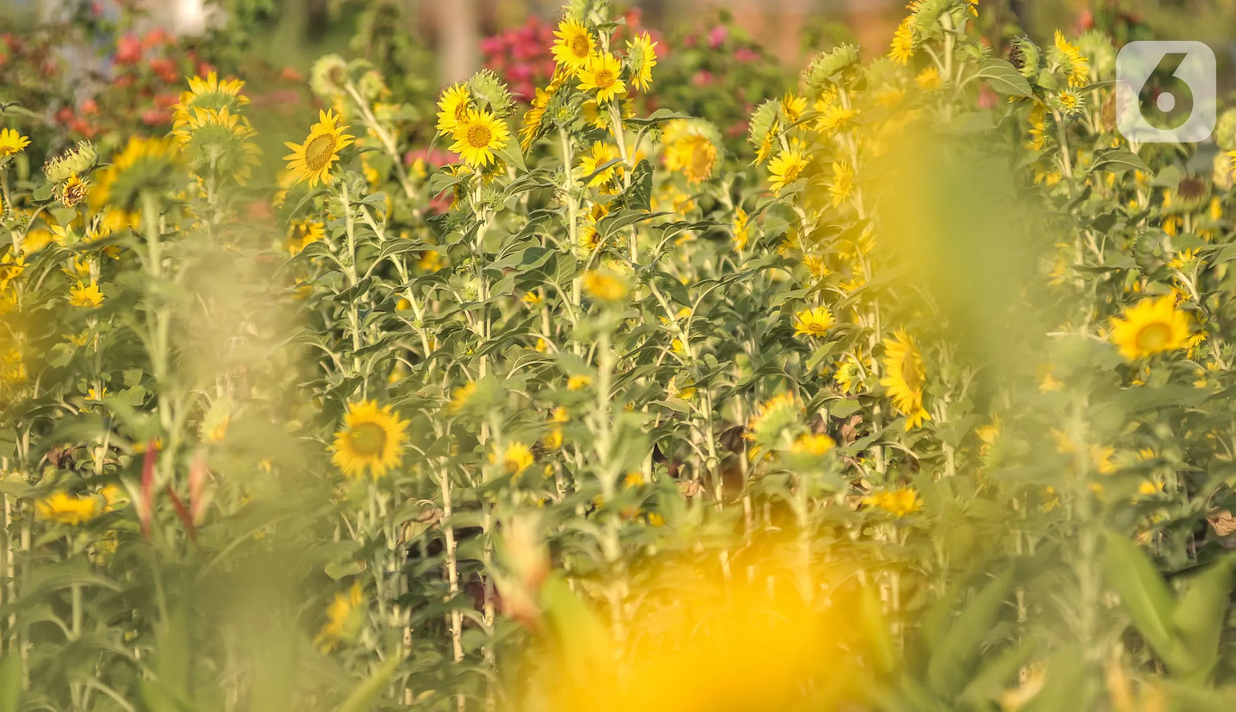 FOTO: Keindahan Taman Bunga Matahari di Utara Jakarta - Foto Liputan6.com