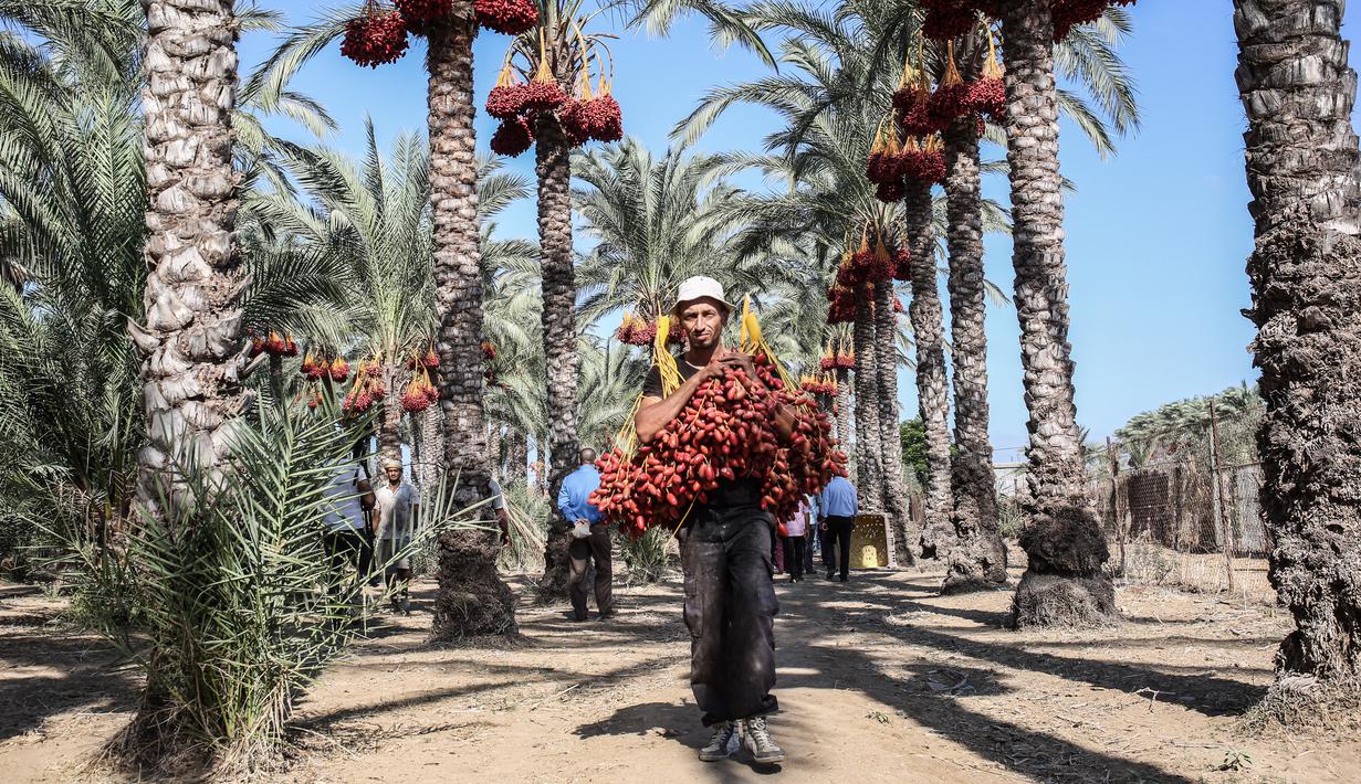 FOTO: Menengok Petani Palestina Panen Buah Kurma - Foto Liputan6.com