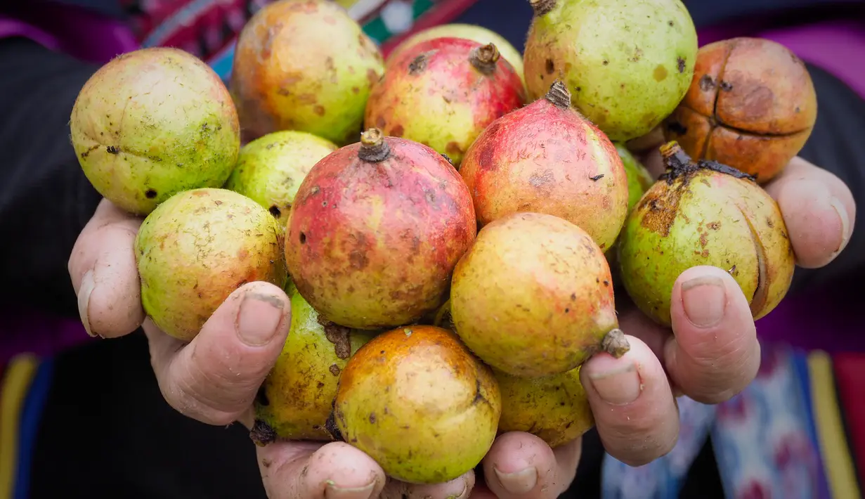 FOTO: Panen Biji Teh Camellia di Lishui - Foto Liputan6.com
