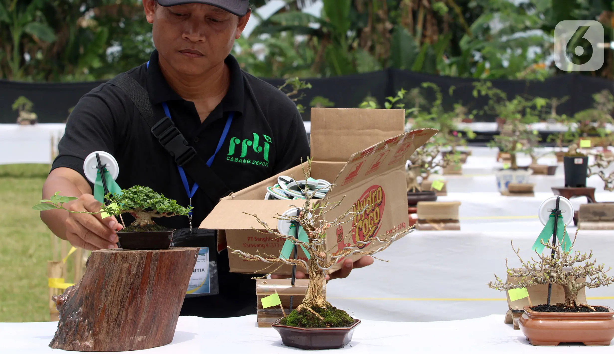 Ragam Jenis Tanaman Bonsai Dipamerkan dalam Kontes di Depok - Foto ...