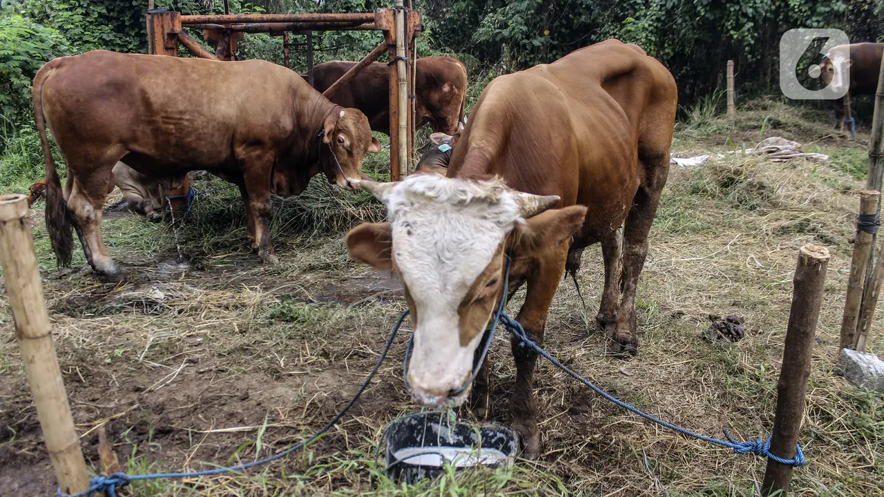 Indonesia Impor 2 Juta Sapi Hidup untuk Makan Bergizi Gratis - Bisnis ...