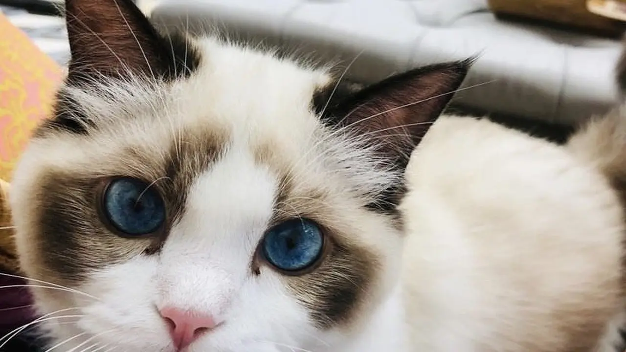 Jangan Ajarkan Kucing Buang Kotoran di Toilet, Dokter Hewan Ungkap 5 ...