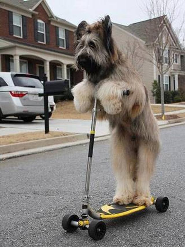 8 Potret Kocak Anjing Saat Asyik Main Ini Bikin Tepuk Jidat - Hot ...