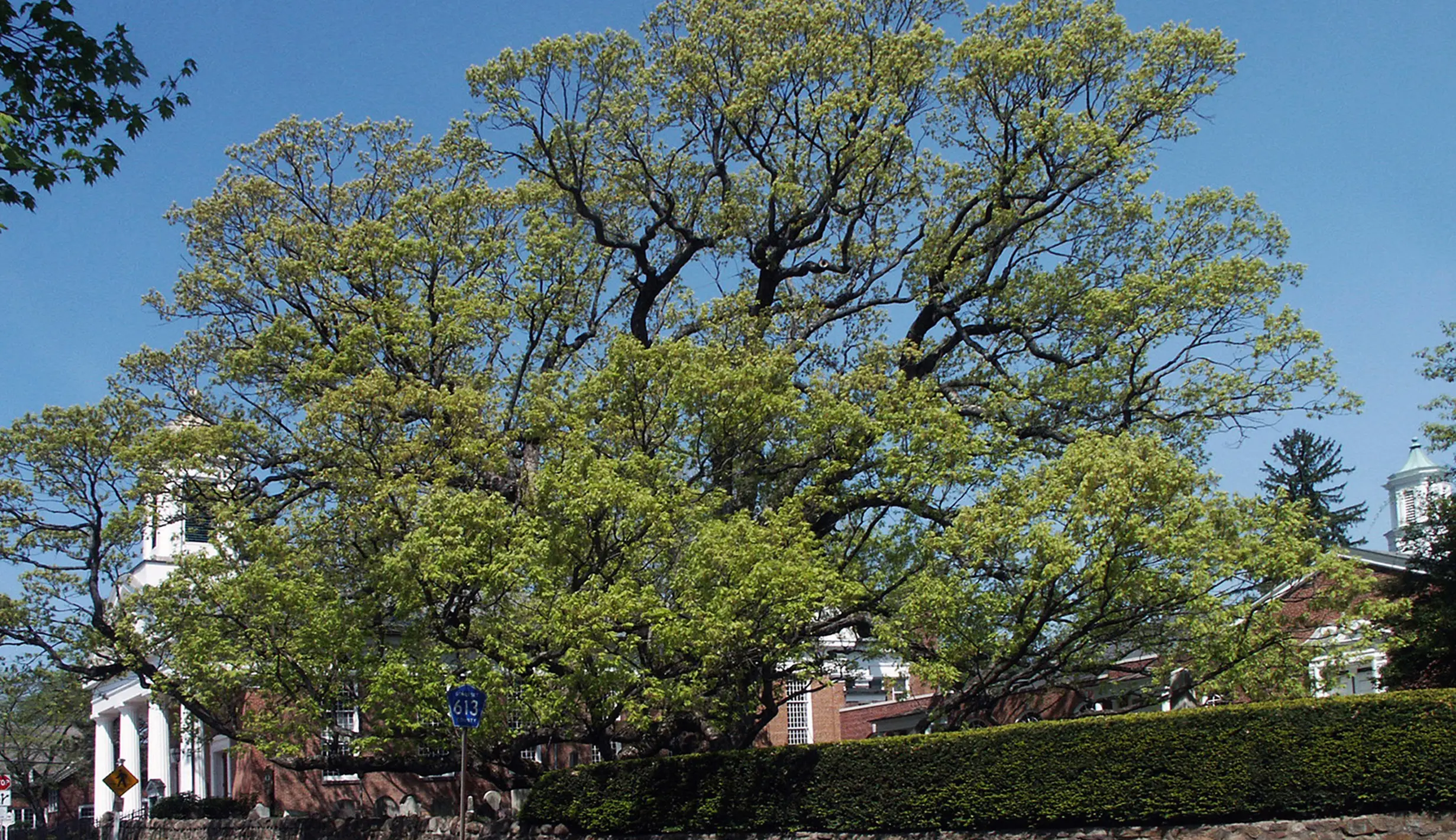 Pohon Oak Berusia 600 Tahun ini Akhirnya Mati - Foto Liputan6.com