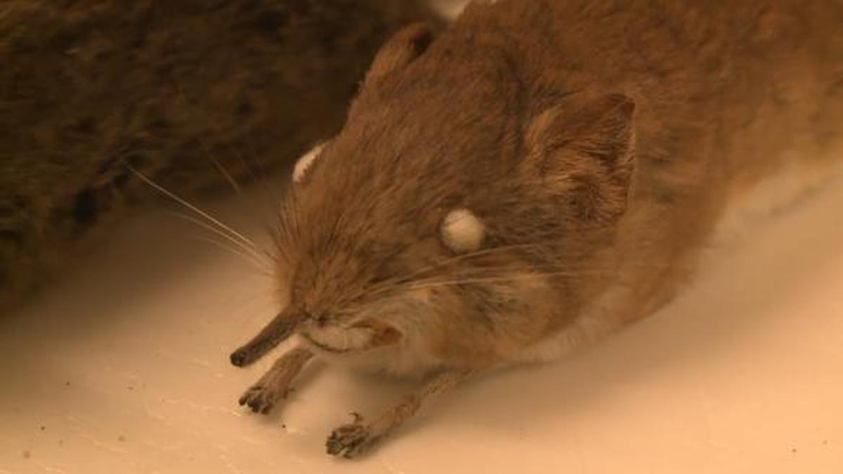 Kisah ‘Tikus Ajaib’ yang Baik Hati dalam Hadis Rasulullah, Keluarkan ...