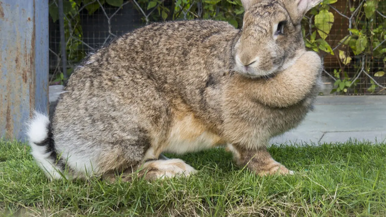 10 Jenis Kelinci Hias dan Harganya, Bisa Jadi Pilihan Hewan Peliharaan ...