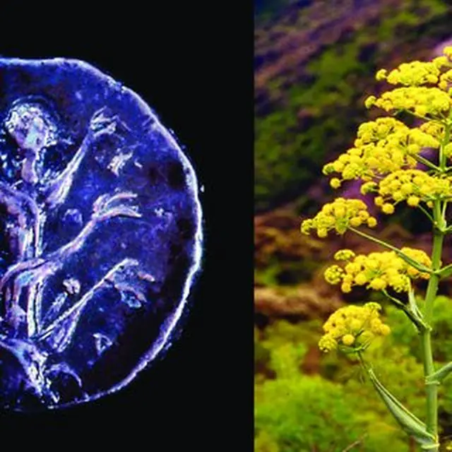 Aneh, Tanaman Ini Tumbuh Lagi Setelah Mati 2.000 Tahun - Citizen6 ...