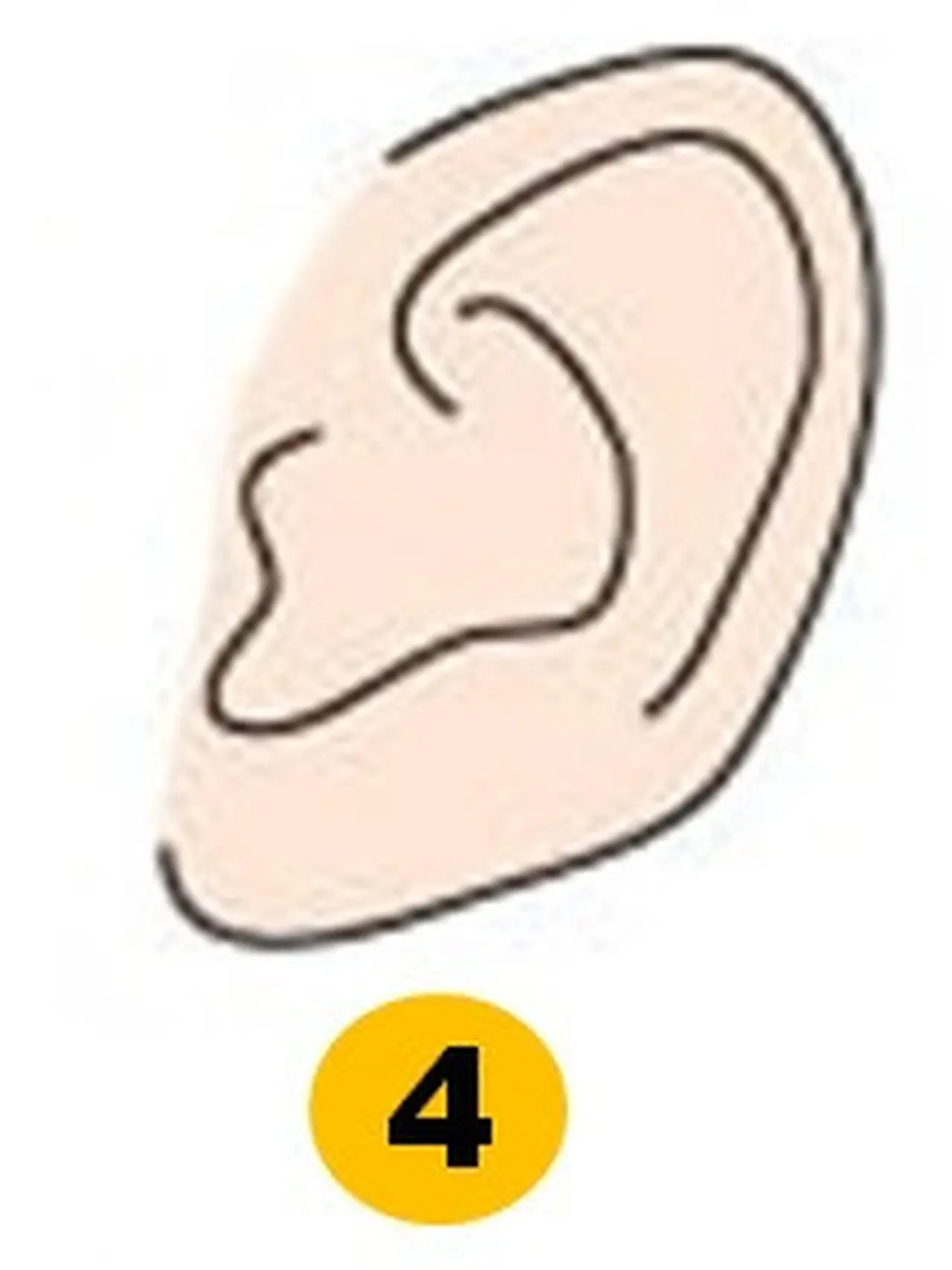 Ketahui Kepribadian Lewat Bentuk Telinga, Punya Kamu yang Mana ...