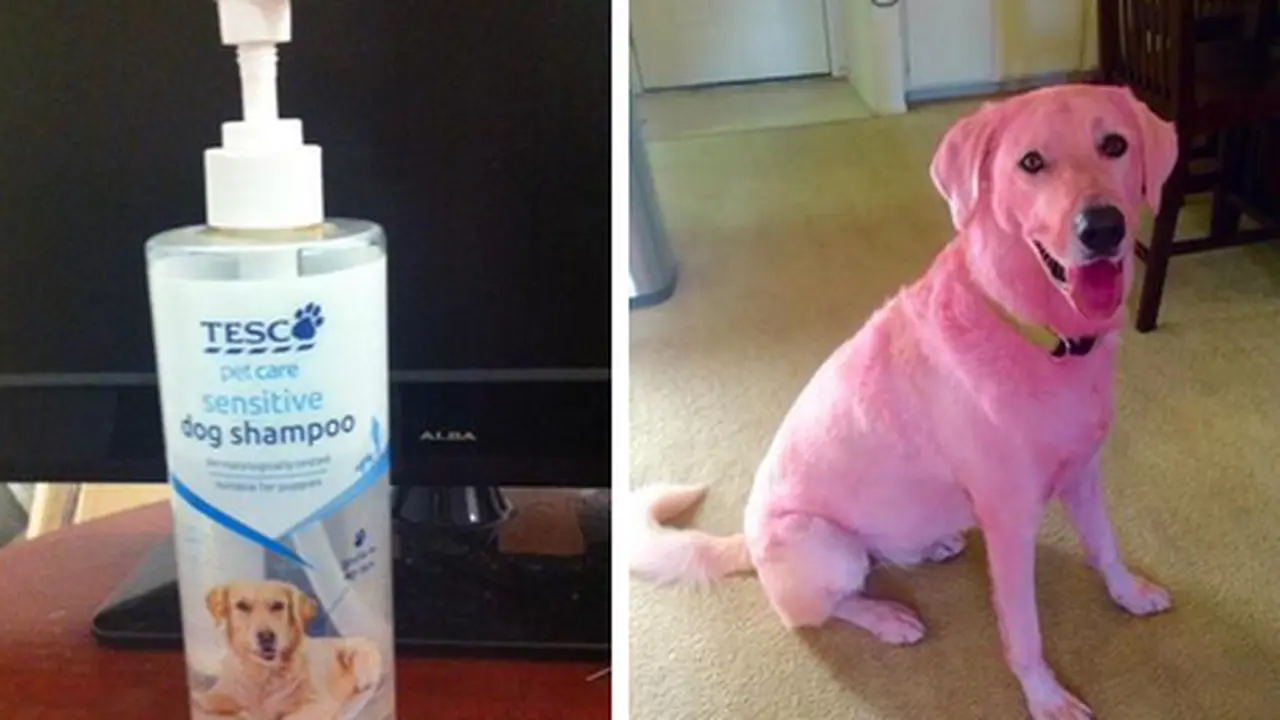 Anjing Labrador 'Pink' - Global Liputan6.com