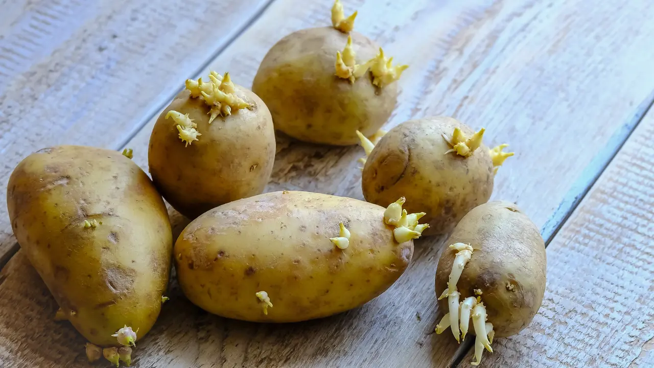 Rhizoma Adalah Batang Tumbuhan yang Menjalar, Kenali Ciri-Ciri dan ...