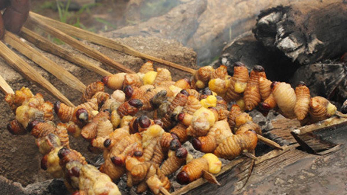 Enthung Jati, Kuliner Ekstrem dari Kepompong Ulat Pohon Jati - Regional Liputan6.com