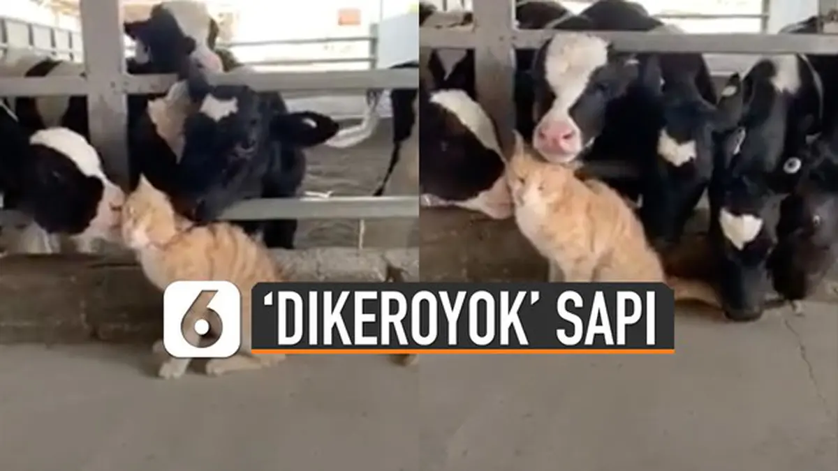 Berita Kucing dan Sapi Hari Ini - Kabar Terbaru Terkini | Liputan6.com