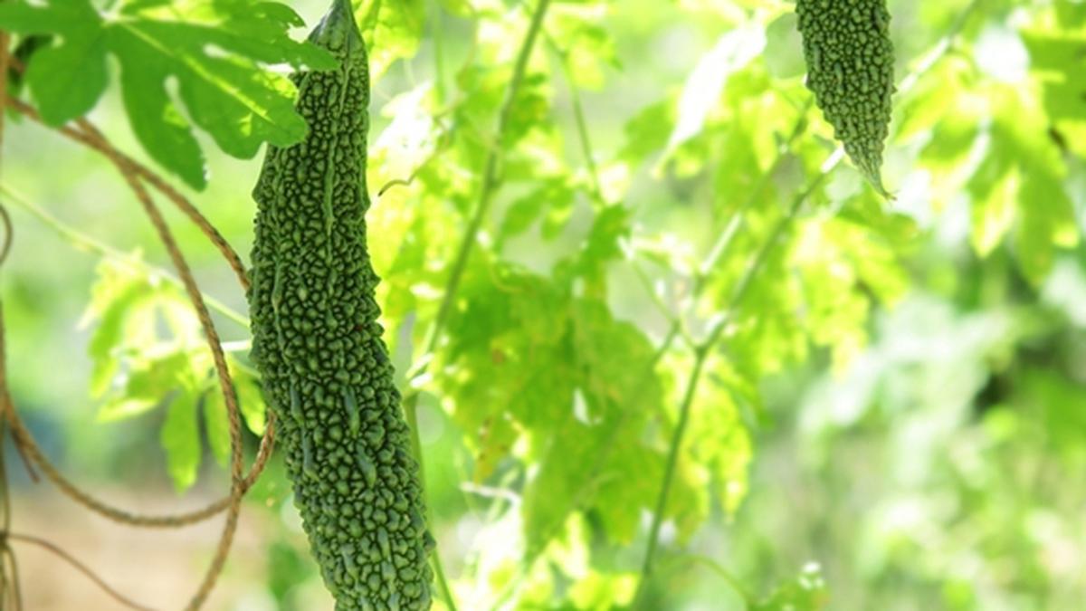 Cara Menghilangkan Rasa Pahit Pare - Lifestyle Fimela.com