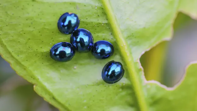 6 Hewan Unik Berwarna Biru Paling Indah yang Jarang Diketahui - Hot ...