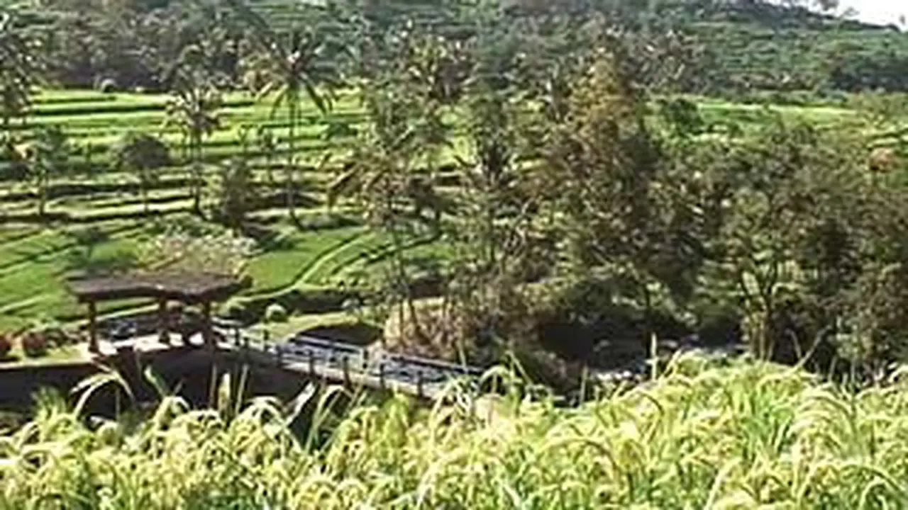 UNESCO Tetapkan Subak Jadi Warisan Budaya Dunia - News Liputan6.com