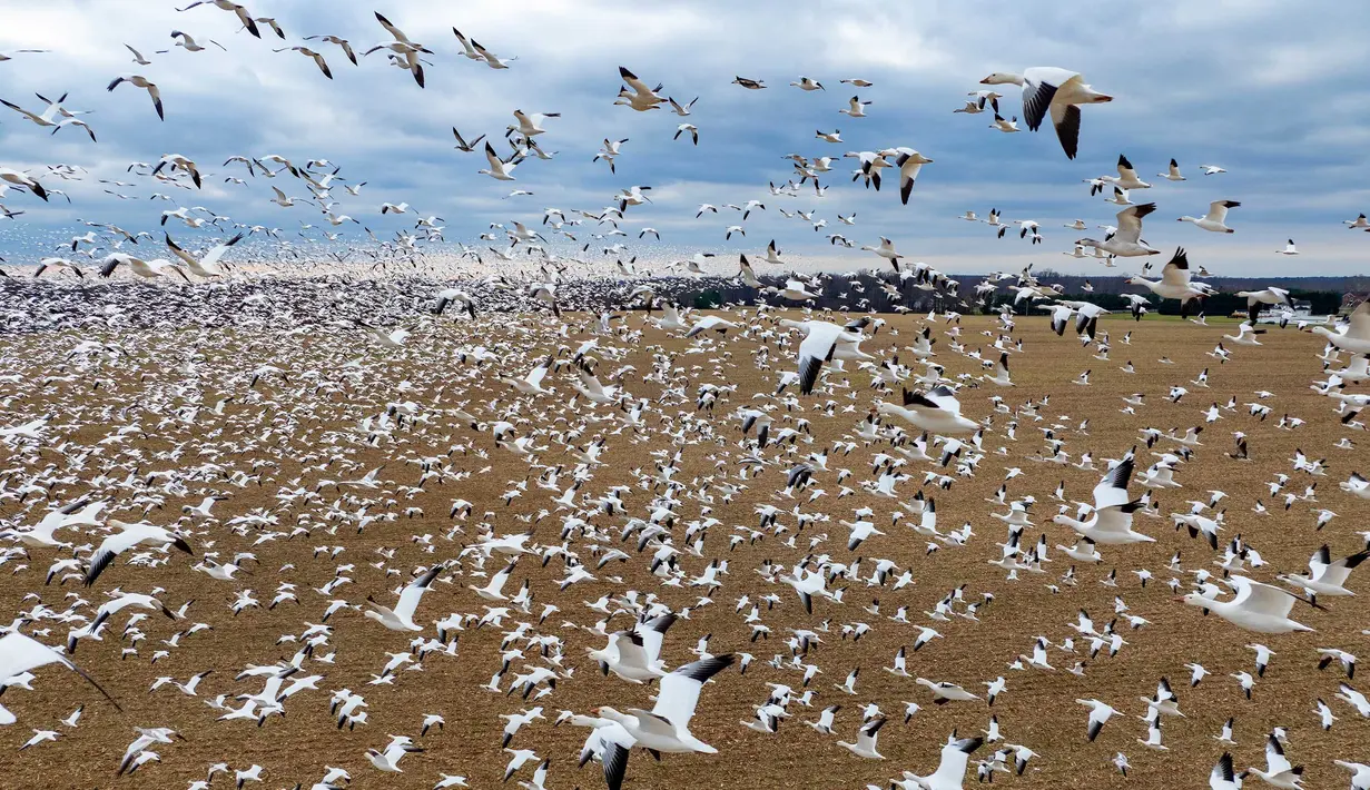 Potret Pemandangan saat Ribuan Angsa Salju Bermigrasi - Foto Liputan6.com