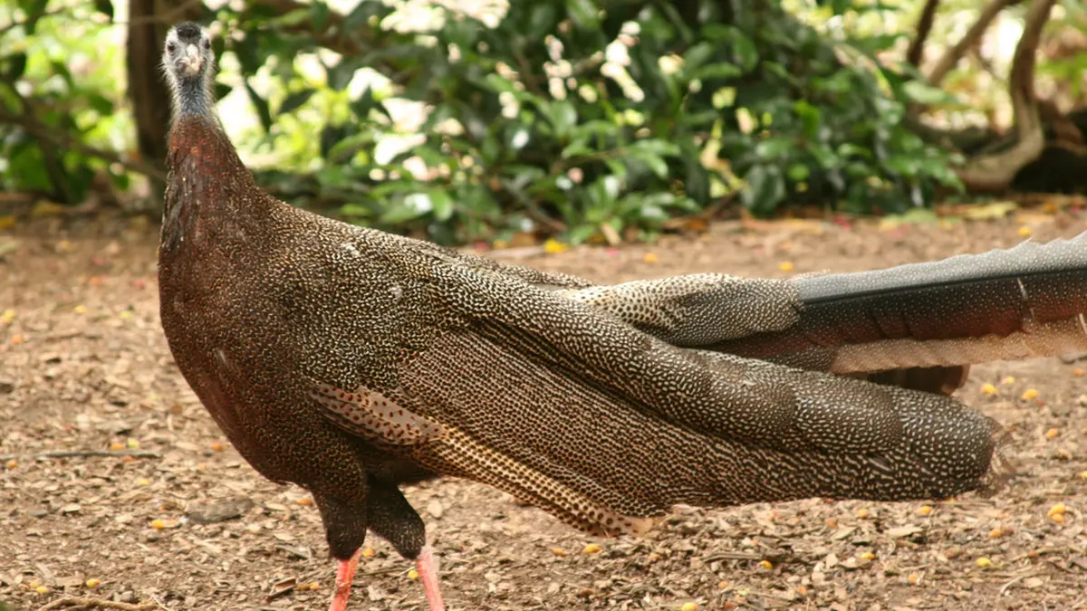 Berita Fakta Menarik Burung Kuau Raja Hari Ini - Kabar Terbaru Terkini ...
