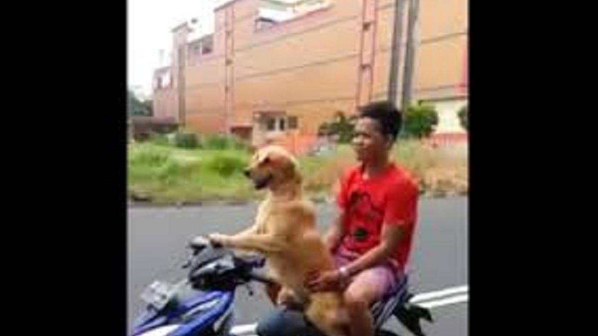 Wow, Ada Anjing Jago Geber Motor Sambil Ngeboncengin Majikannya ...