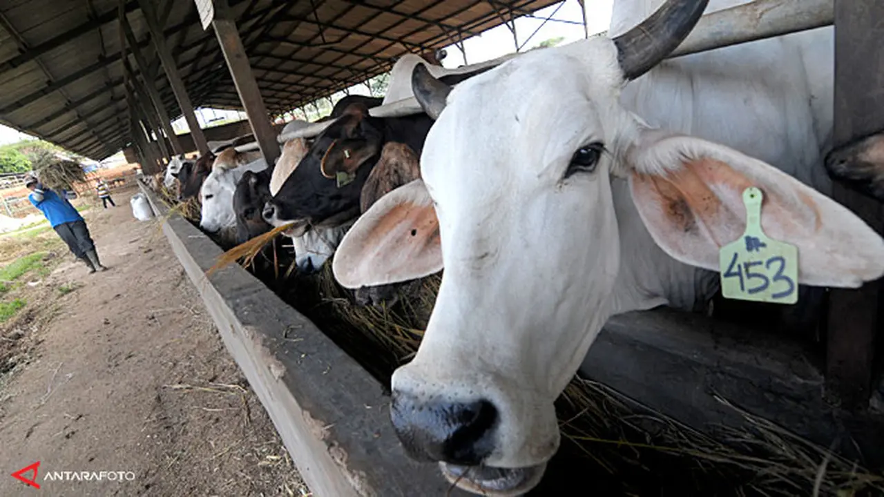 Sperma Sapi Asal Indonesia Laris Manis di Luar Negeri - Bisnis Liputan6.com