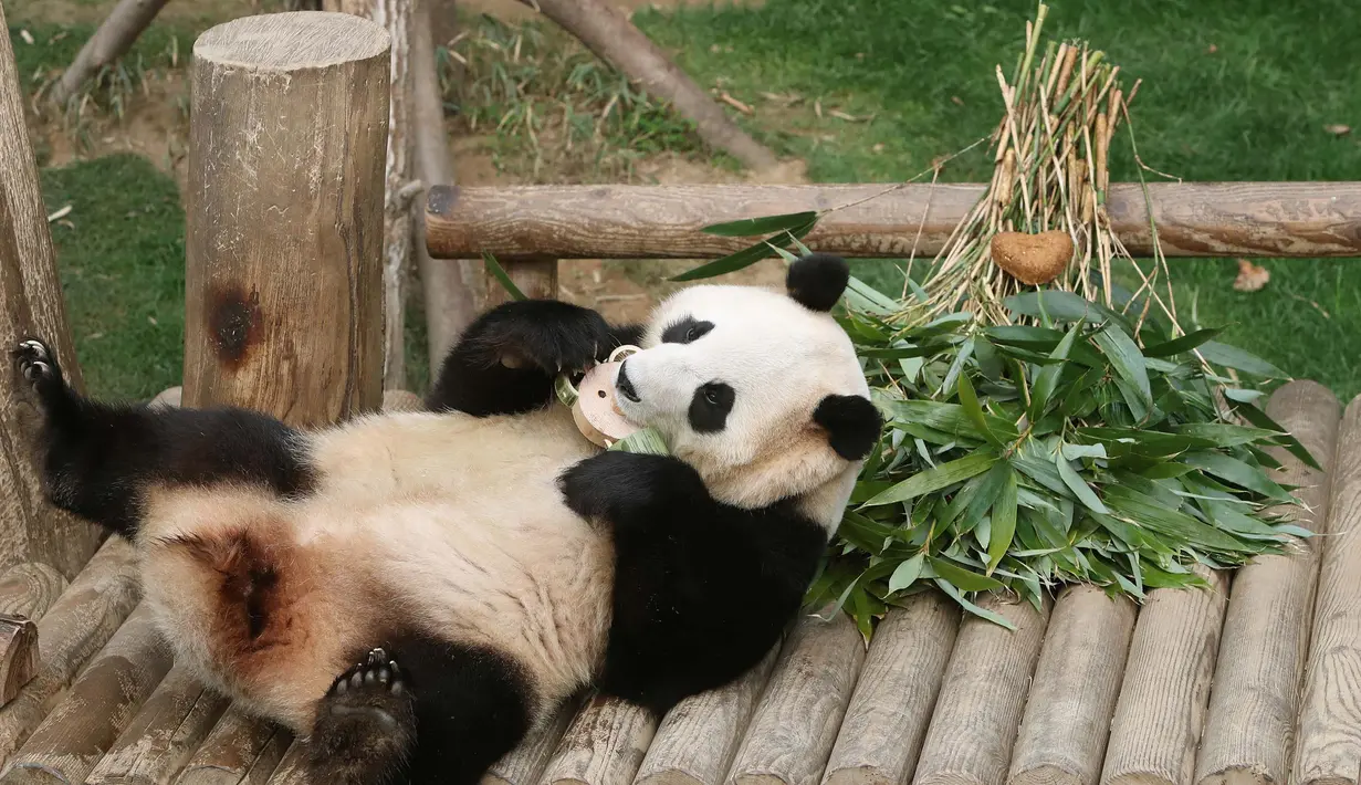 Berusia Empat Tahun, Fu Bao akan Dipindahkan ke Pusat Konservasi dan ...