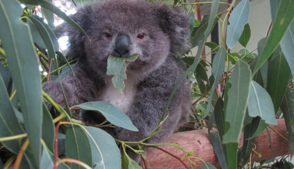 Archer si Koala Imut Yang Akan Membuat Anda Gemas - Photo Fimela.com