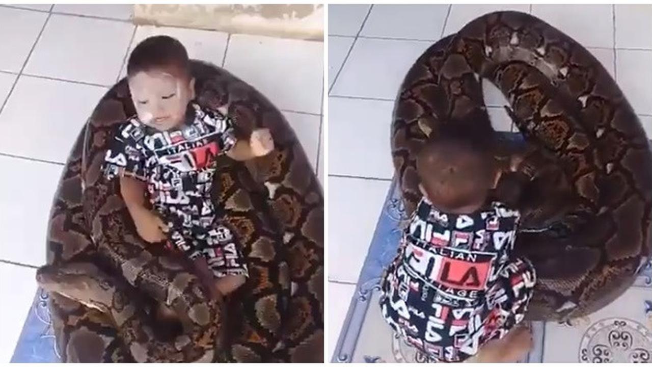 Aksi Balita Main dengan Ular Python Ini Bikin Deg-Degan, Tidak Ada Takutnya