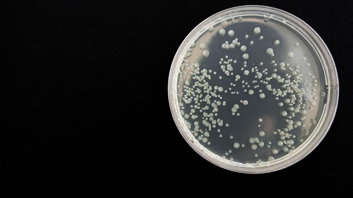 5 Jenis-jenis Bakteri Beserta Contohnya yang Perlu Dipahami