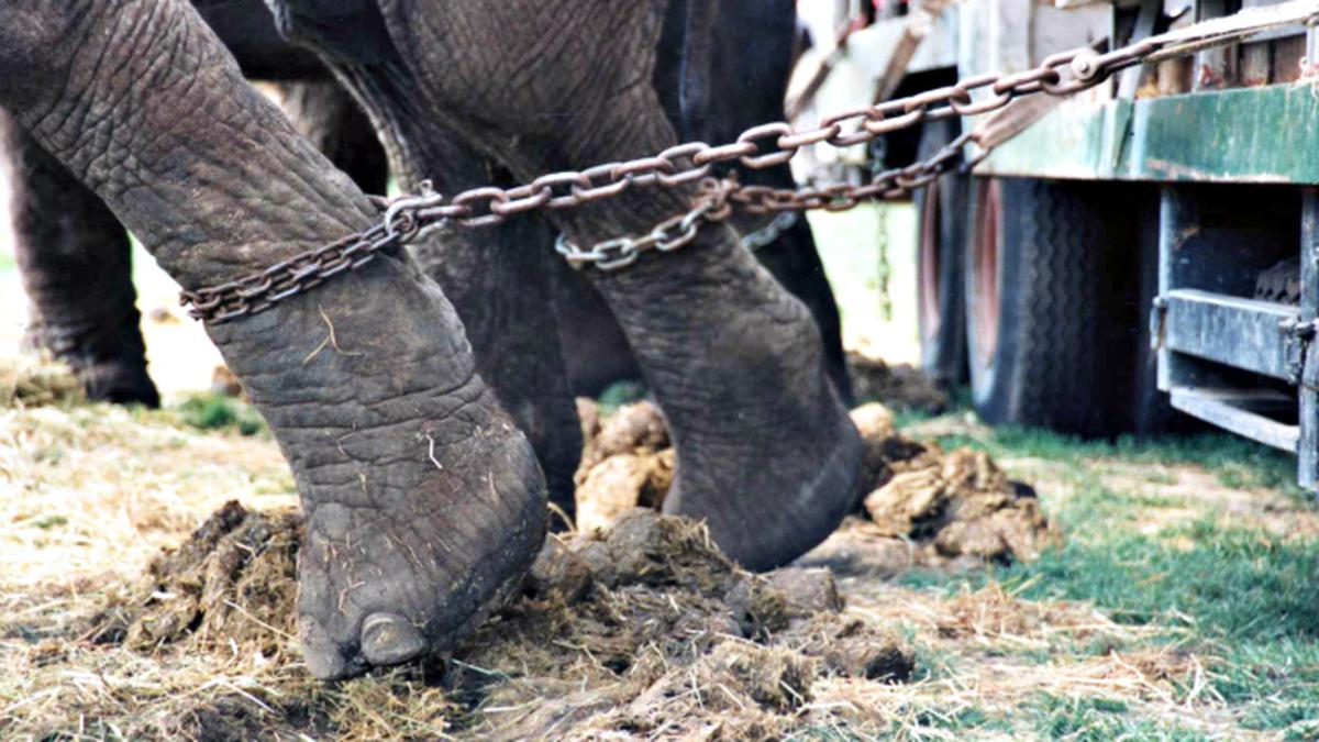 5 Kisah Pilu 'Bintang' Sirkus - Global Liputan6.com