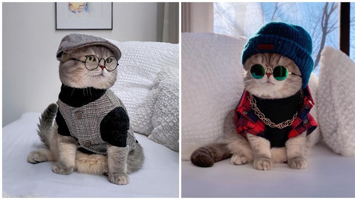 Pakai Baju Layaknya Manusia, 6 Potret Kucing Jadi Model Ini Bikin Gemas