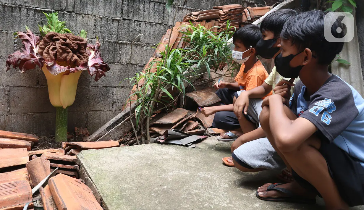 FOTO: Tanaman Mirip Bunga Bangkai Curi Perhatian Warga - Foto Liputan6.com